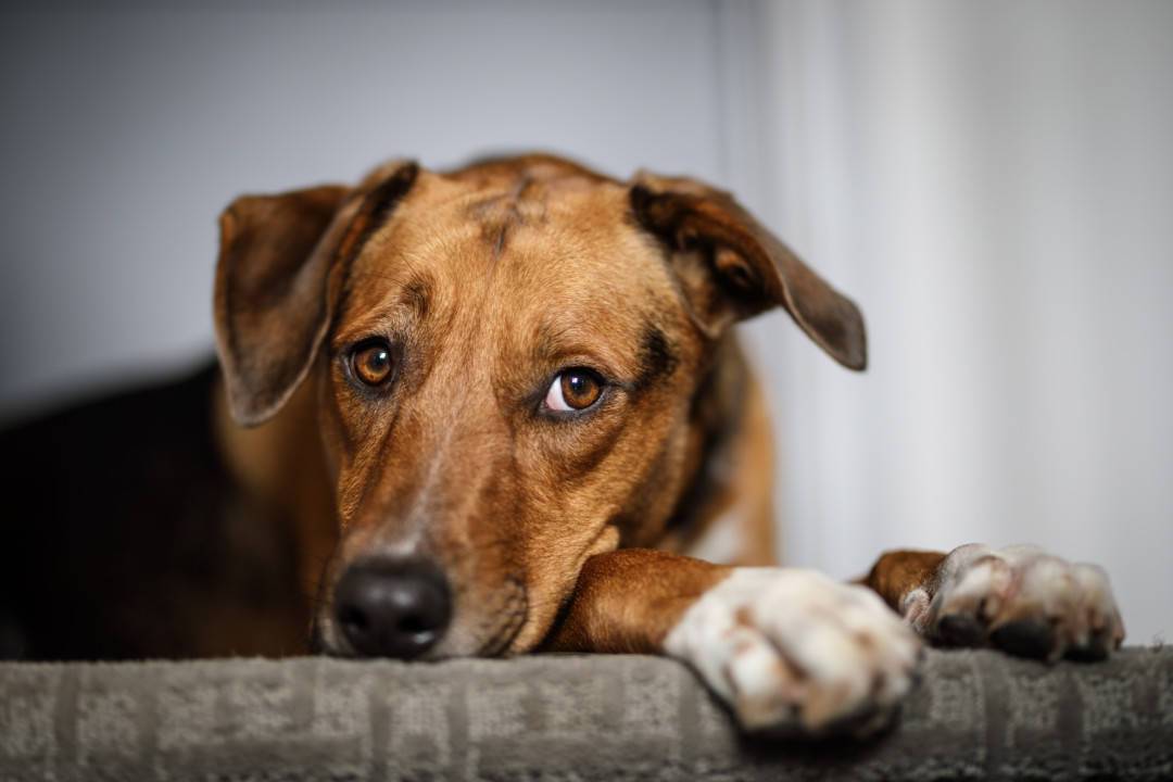 Sigma 85mm F1.4 DG HSM Art is Sharpest Lens Ever Made